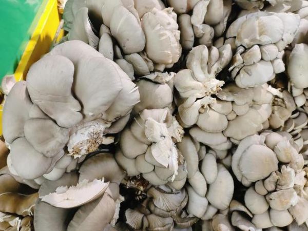 鲜蘑怎么保存_鲜蘑图片怎么拍好看-第1张图片-山城妙识 鲜蘑怎么保存_鲜蘑图片怎么拍好看-第1张图片-山城妙识