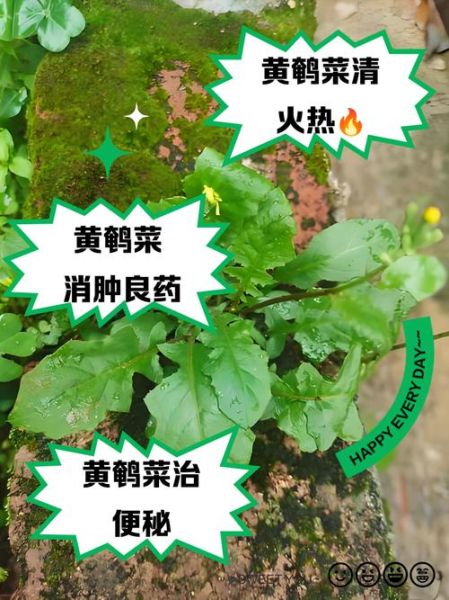 黄鹌菜的功效与作用_黄鹌菜怎么吃最好-第1张图片-山城妙识 黄鹌菜的功效与作用_黄鹌菜怎么吃最好-第1张图片-山城妙识