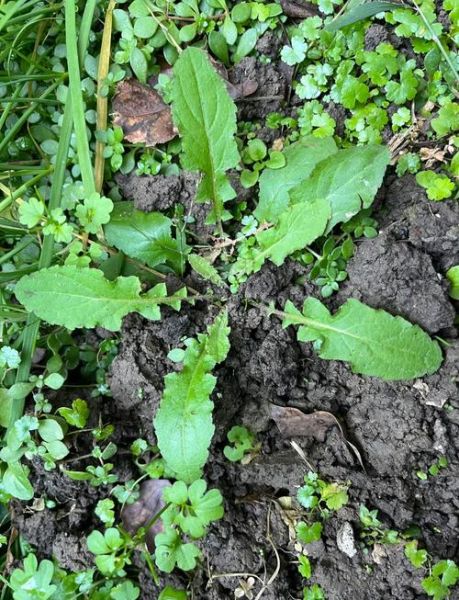 黄鹌菜的功效与作用_黄鹌菜怎么吃最好-第3张图片-山城妙识 黄鹌菜的功效与作用_黄鹌菜怎么吃最好-第3张图片-山城妙识