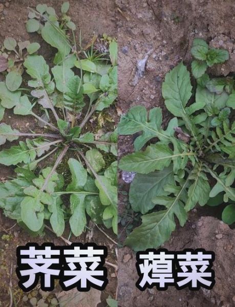 黄鹌菜的功效与作用_黄鹌菜怎么吃最好-第2张图片-山城妙识 黄鹌菜的功效与作用_黄鹌菜怎么吃最好-第2张图片-山城妙识