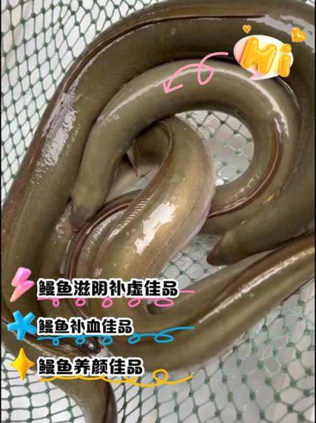 野生河鳗多少钱一斤_野生河鳗怎么做好吃-第1张图片-山城妙识