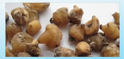 山慈菇的功效与作用_山慈菇图片长什么样-第1张图片-山城妙识