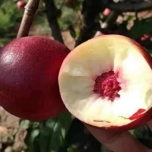 蜜枣桃产地在哪里_蜜枣桃哪里最正宗-第3张图片-山城妙识