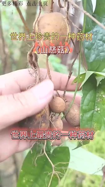 山慈菇的功效与作用_山慈菇图片长什么样-第3张图片-山城妙识