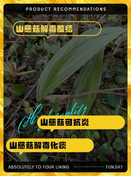 山慈菇的功效与作用_山慈菇图片长什么样-第2张图片-山城妙识
