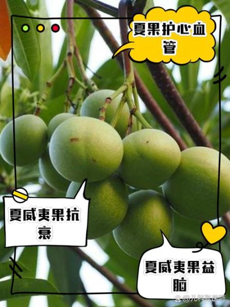 夏威夷果的功效与作用及禁忌_怎么吃最健康-第2张图片-山城妙识