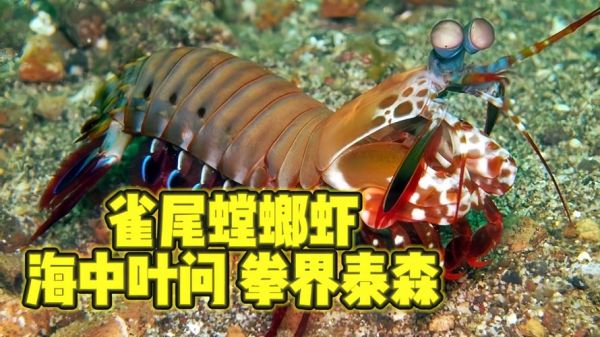 雀尾螳螂虾是什么_雀尾螳螂虾图片哪里找-第3张图片-山城妙识