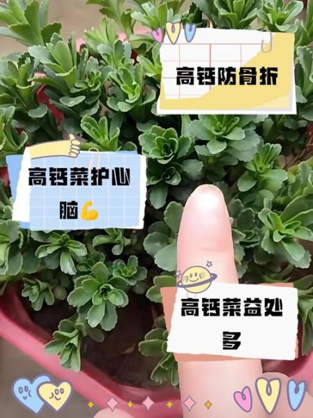 高钙菜的功效与作用_高钙菜适合什么人吃-第1张图片-山城妙识