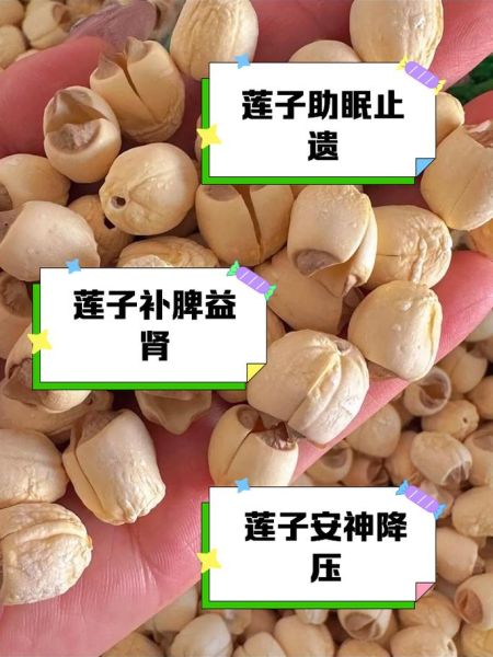 莲子有什么功效_莲子怎么吃最养人-第2张图片-山城妙识