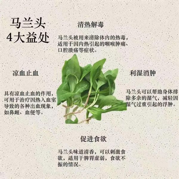 马兰头怎么凉拌好吃_马兰头焯水几分钟才翠绿-第1张图片-山城妙识