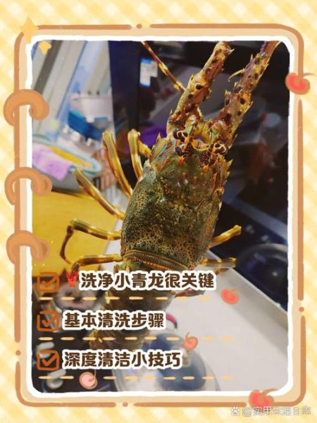 青龙虾怎么处理干净_青龙虾清洗视频教程-第2张图片-山城妙识 青龙虾怎么处理干净_青龙虾清洗视频教程-第2张图片-山城妙识
