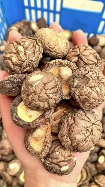 香菇焯水多久_香菇焯水用冷水还是热水-第3张图片-山城妙识 香菇焯水多久_香菇焯水用冷水还是热水-第3张图片-山城妙识