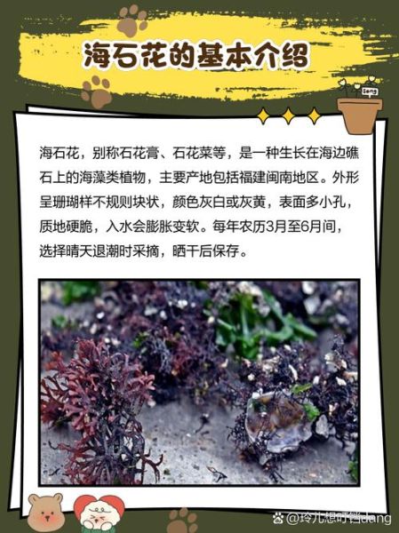 海石花的功效与作用_海石花怎么吃最好-第3张图片-山城妙识 海石花的功效与作用_海石花怎么吃最好-第3张图片-山城妙识