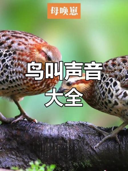 鸡叫声音怎么形容_鸡叫声拟声词有哪些-第2张图片-山城妙识 鸡叫声音怎么形容_鸡叫声拟声词有哪些-第2张图片-山城妙识