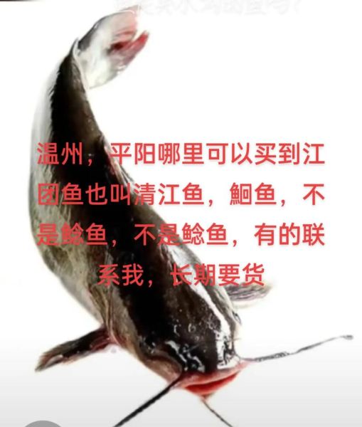 鮰鱼和清江鱼哪个贵_鮰鱼清江鱼价格对比-第1张图片-山城妙识 鮰鱼和清江鱼哪个贵_鮰鱼清江鱼价格对比-第1张图片-山城妙识