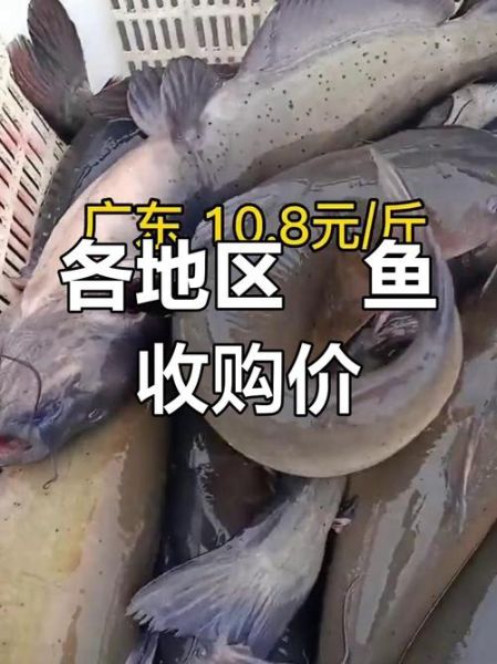 鮰鱼和清江鱼哪个贵_鮰鱼清江鱼价格对比-第3张图片-山城妙识 鮰鱼和清江鱼哪个贵_鮰鱼清江鱼价格对比-第3张图片-山城妙识