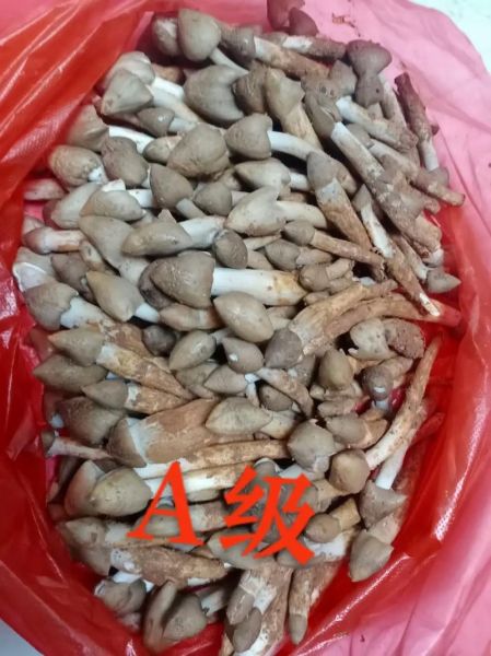 鸡枞菇多少钱一斤_新鲜鸡枞菇价格行情-第1张图片-山城妙识 鸡枞菇多少钱一斤_新鲜鸡枞菇价格行情-第1张图片-山城妙识