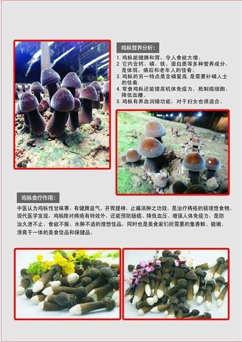 鸡枞菇多少钱一斤_新鲜鸡枞菇价格行情-第3张图片-山城妙识 鸡枞菇多少钱一斤_新鲜鸡枞菇价格行情-第3张图片-山城妙识