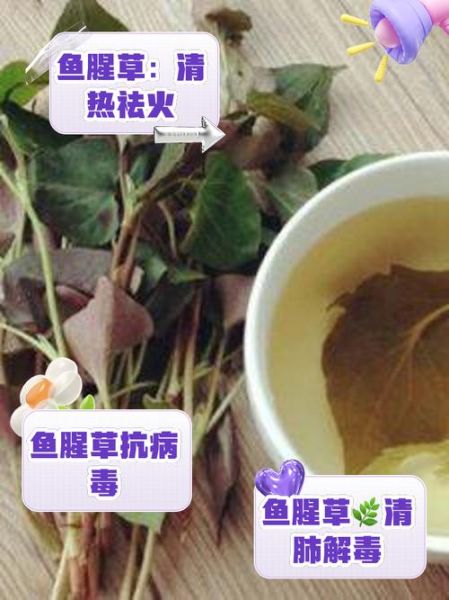 鱼腥草茶可以长期喝吗_鱼腥草茶长期饮用的副作用-第1张图片-山城妙识