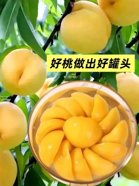 黄桃糖水罐头怎么做_黄桃糖水罐头能保存多久-第3张图片-山城妙识 黄桃糖水罐头怎么做_黄桃糖水罐头能保存多久-第3张图片-山城妙识