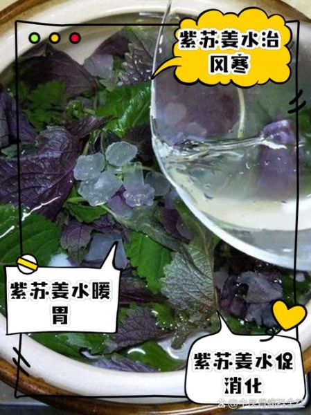 紫苏生姜煮水的功效与禁忌_紫苏生姜水可以天天喝吗-第2张图片-山城妙识 紫苏生姜煮水的功效与禁忌_紫苏生姜水可以天天喝吗-第2张图片-山城妙识