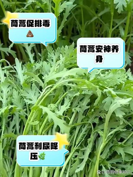 茼蒿不焯水吃了有害吗_茼蒿生吃安全吗-第1张图片-山城妙识