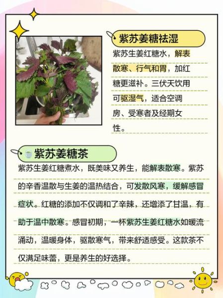 紫苏生姜煮水的功效与禁忌_紫苏生姜水可以天天喝吗-第1张图片-山城妙识 紫苏生姜煮水的功效与禁忌_紫苏生姜水可以天天喝吗-第1张图片-山城妙识