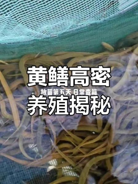 黄鳝养殖技术是骗局吗_黄鳝养殖技术是真的吗-第1张图片-山城妙识