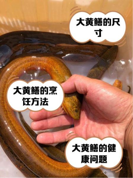 黄鳝养殖技术是骗局吗_黄鳝养殖技术是真的吗-第2张图片-山城妙识