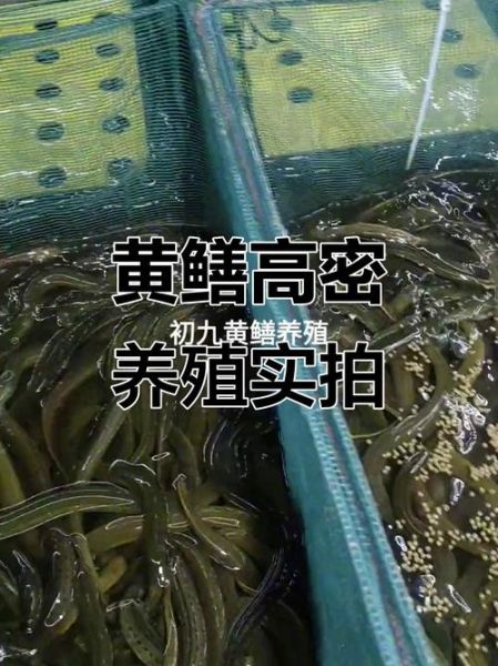 黄鳝养殖技术是骗局吗_黄鳝养殖技术是真的吗-第3张图片-山城妙识