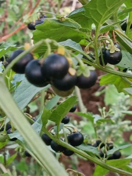 野茄子的功效与作用_野茄子怎么吃效果最好-第2张图片-山城妙识