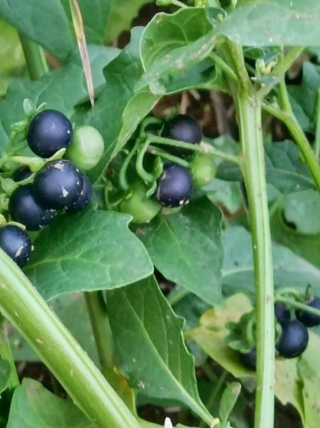 野茄子的功效与作用_野茄子怎么吃效果最好-第3张图片-山城妙识