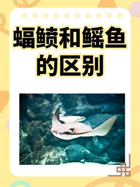 鳐鱼怎么读_鳐鱼是什么鱼-第1张图片-山城妙识