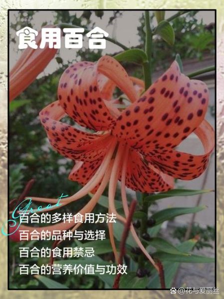 新鲜百合怎么吃最好_百合怎么吃最营养-第1张图片-山城妙识