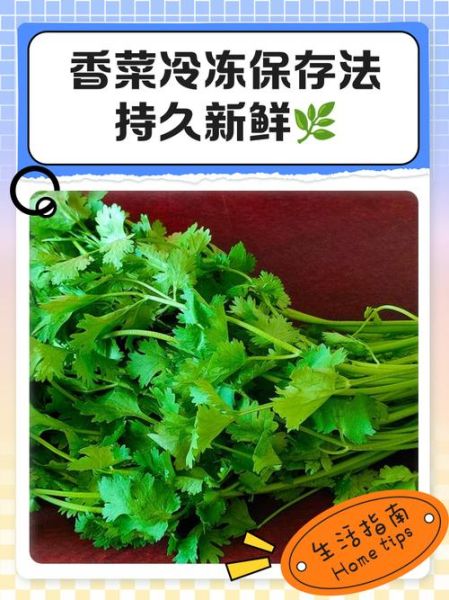 香菜怎么保存新鲜不烂_香菜保鲜的正确方法-第1张图片-山城妙识 香菜怎么保存新鲜不烂_香菜保鲜的正确方法-第1张图片-山城妙识