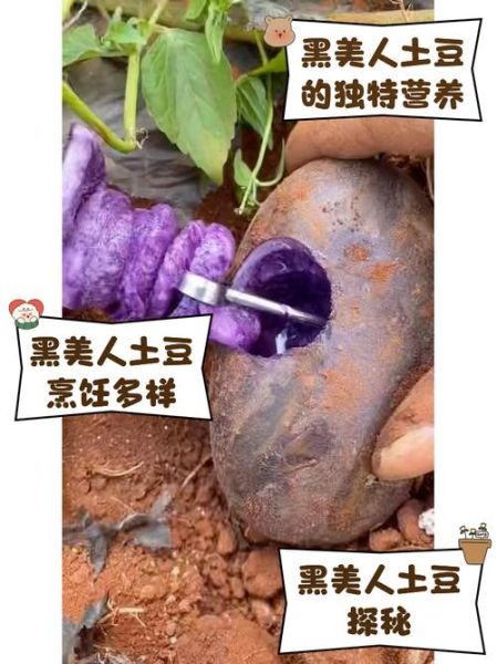 黑美人土豆怎么吃_黑美人土豆做法大全-第1张图片-山城妙识