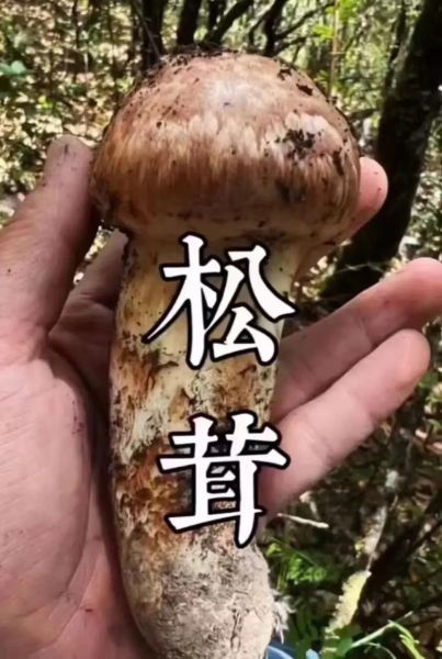 黑松茸价格多少钱一斤_黑松茸怎么做好吃-第3张图片-山城妙识