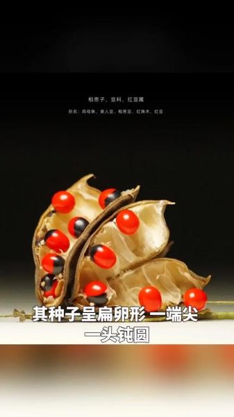 相思豆有毒吗_相思豆种子怎么种-第2张图片-山城妙识