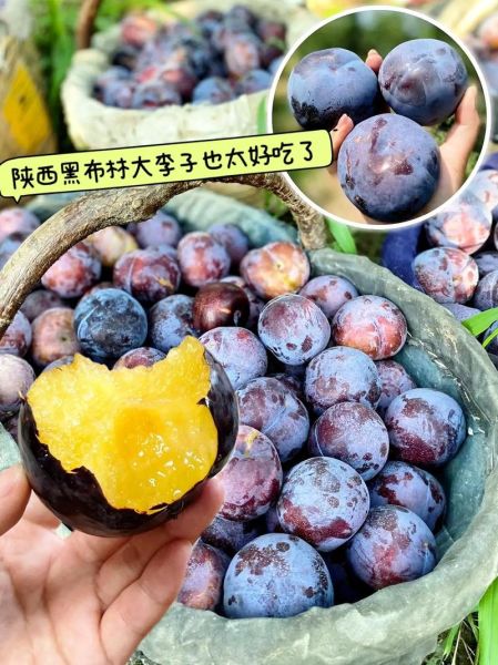 黑布林是热性还是凉性_黑布林吃多了会上火吗-第2张图片-山城妙识