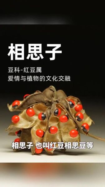 相思豆有毒吗_相思豆种子怎么种-第1张图片-山城妙识