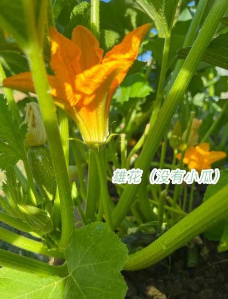 西葫芦什么时候种_西葫芦种植方法步骤-第1张图片-山城妙识