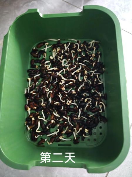 黑豆芽怎么发_黑豆芽发芽温度多少合适-第1张图片-山城妙识 黑豆芽怎么发_黑豆芽发芽温度多少合适-第1张图片-山城妙识