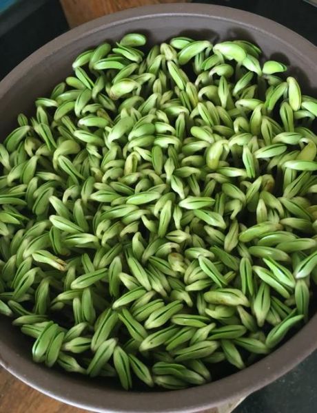 黑豆芽怎么发_黑豆芽发芽温度多少合适-第2张图片-山城妙识 黑豆芽怎么发_黑豆芽发芽温度多少合适-第2张图片-山城妙识