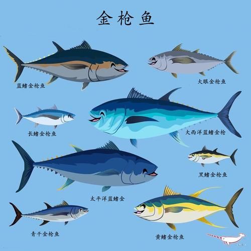金枪鱼有几种_金枪鱼品种大全-第1张图片-山城妙识 金枪鱼有几种_金枪鱼品种大全-第1张图片-山城妙识