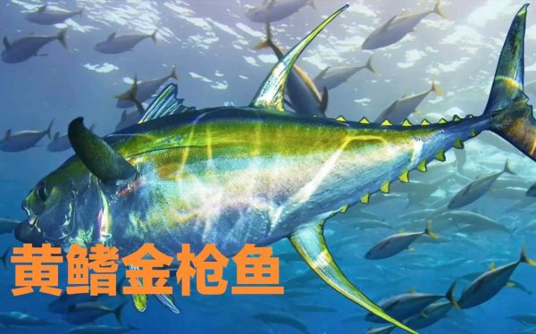 金枪鱼有几种_金枪鱼品种大全-第3张图片-山城妙识 金枪鱼有几种_金枪鱼品种大全-第3张图片-山城妙识