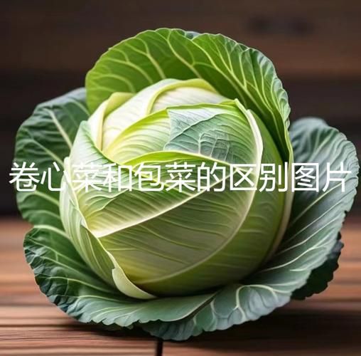 卷心菜是不是包菜_卷心菜和包菜的区别-第1张图片-山城妙识