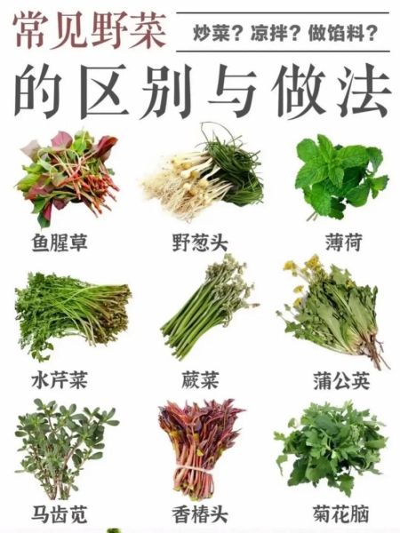 蔬菜种类名称大全500_常见蔬菜有哪些-第3张图片-山城妙识