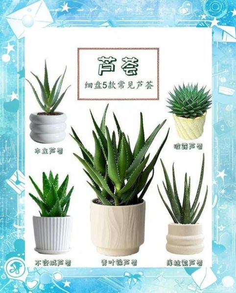 芦荟图片欣赏_如何辨别品种-第1张图片-山城妙识