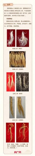 人参吃了多久见效_人参真实感受分享-第3张图片-山城妙识