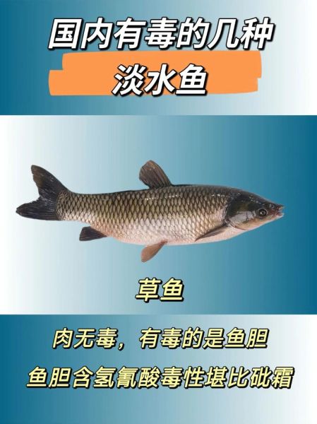 网上能买到河豚毒素吗_河豚毒素购买渠道-第3张图片-山城妙识